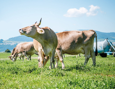 Geschichte - Narimpex