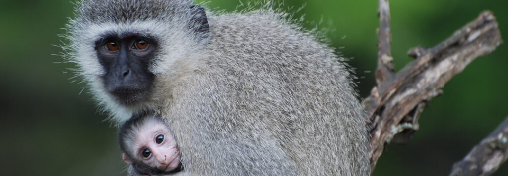 Tier- und Waldschutz - Narimpex